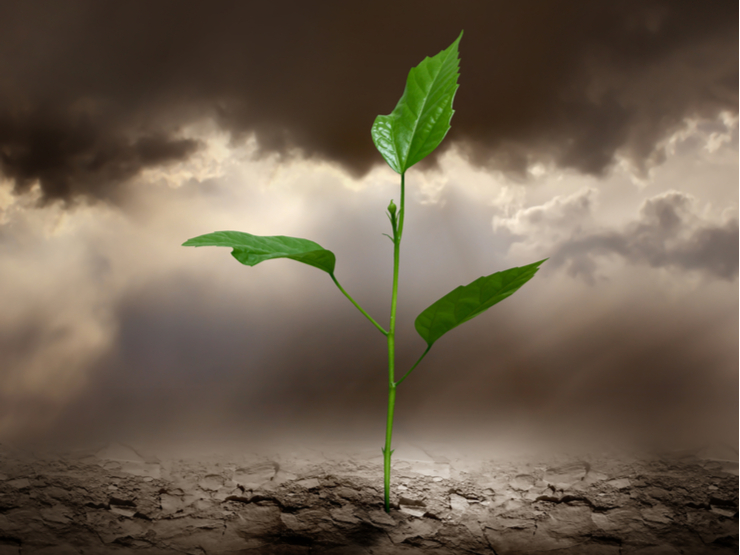 The Creative Destruction of America's Business Cycle